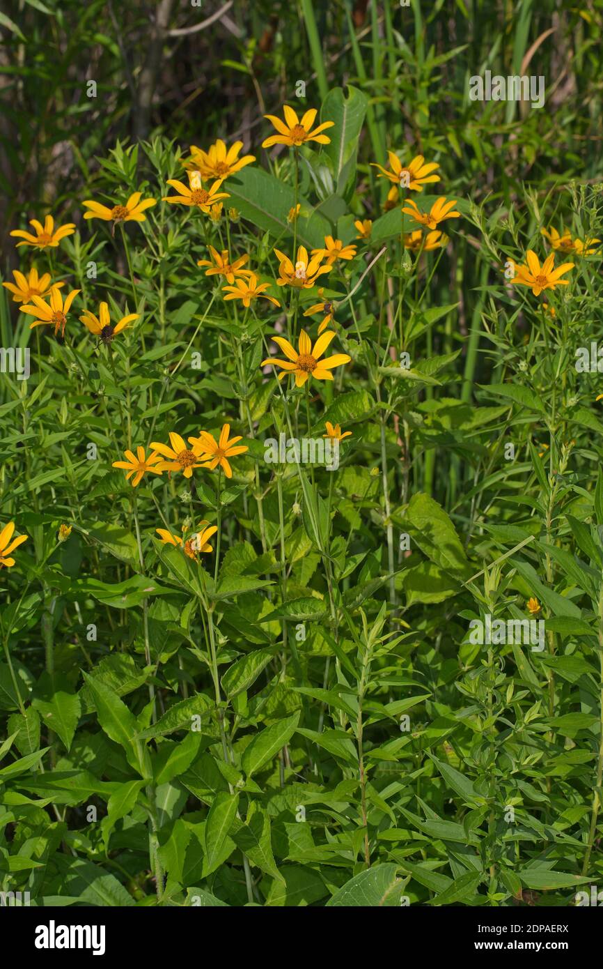 Oxeye Sunflower Heliopsis Heliopsis Helianthoides High Resolution Stock ...