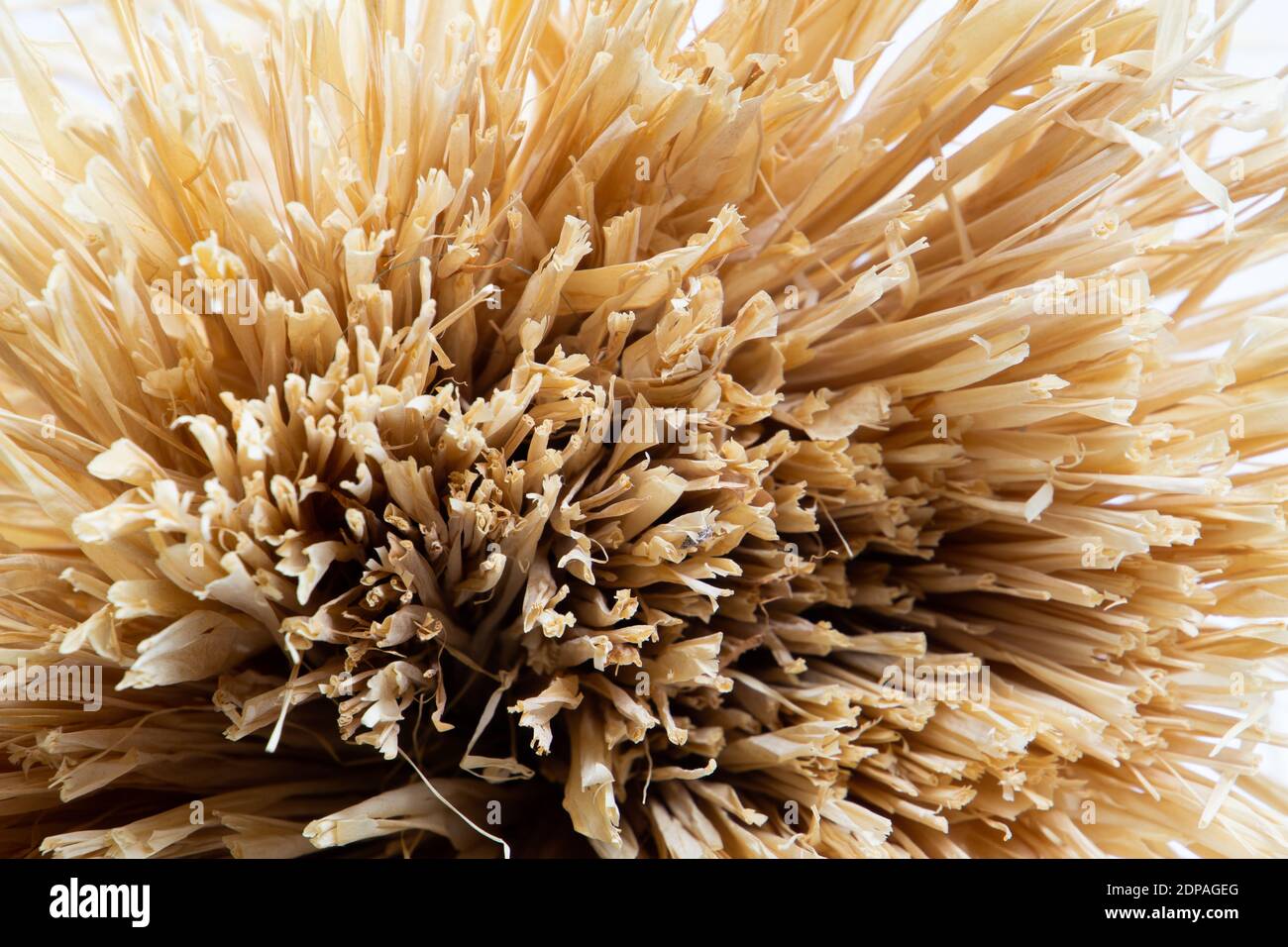Close up of loose ends of bast fiber on the left side isolated on white ...
