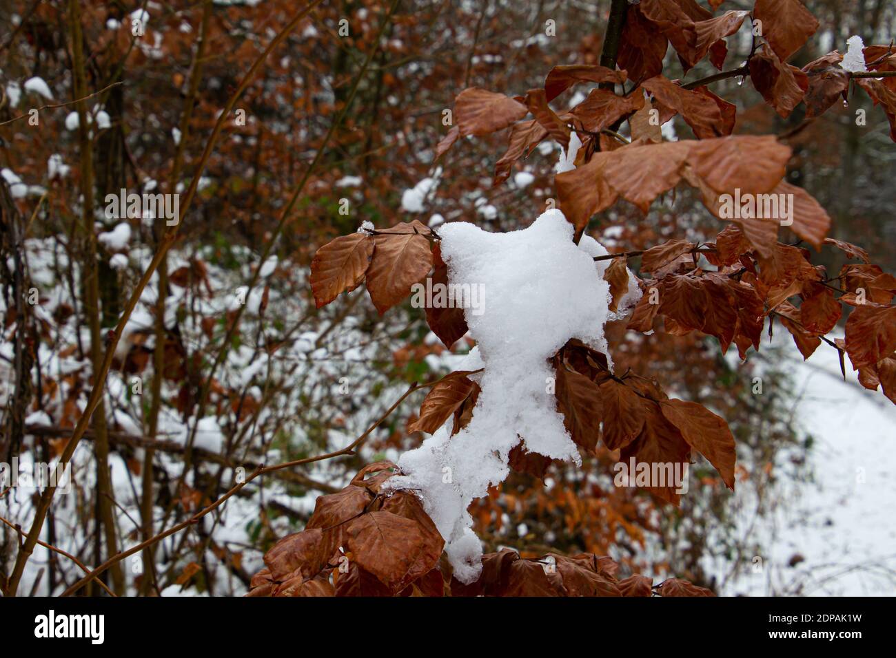 Tree with snow covered fall leaves hi-res stock photography and images ...
