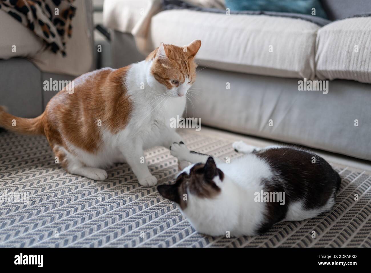 two domestic cats play together on the carpet Stock Photo - Alamy