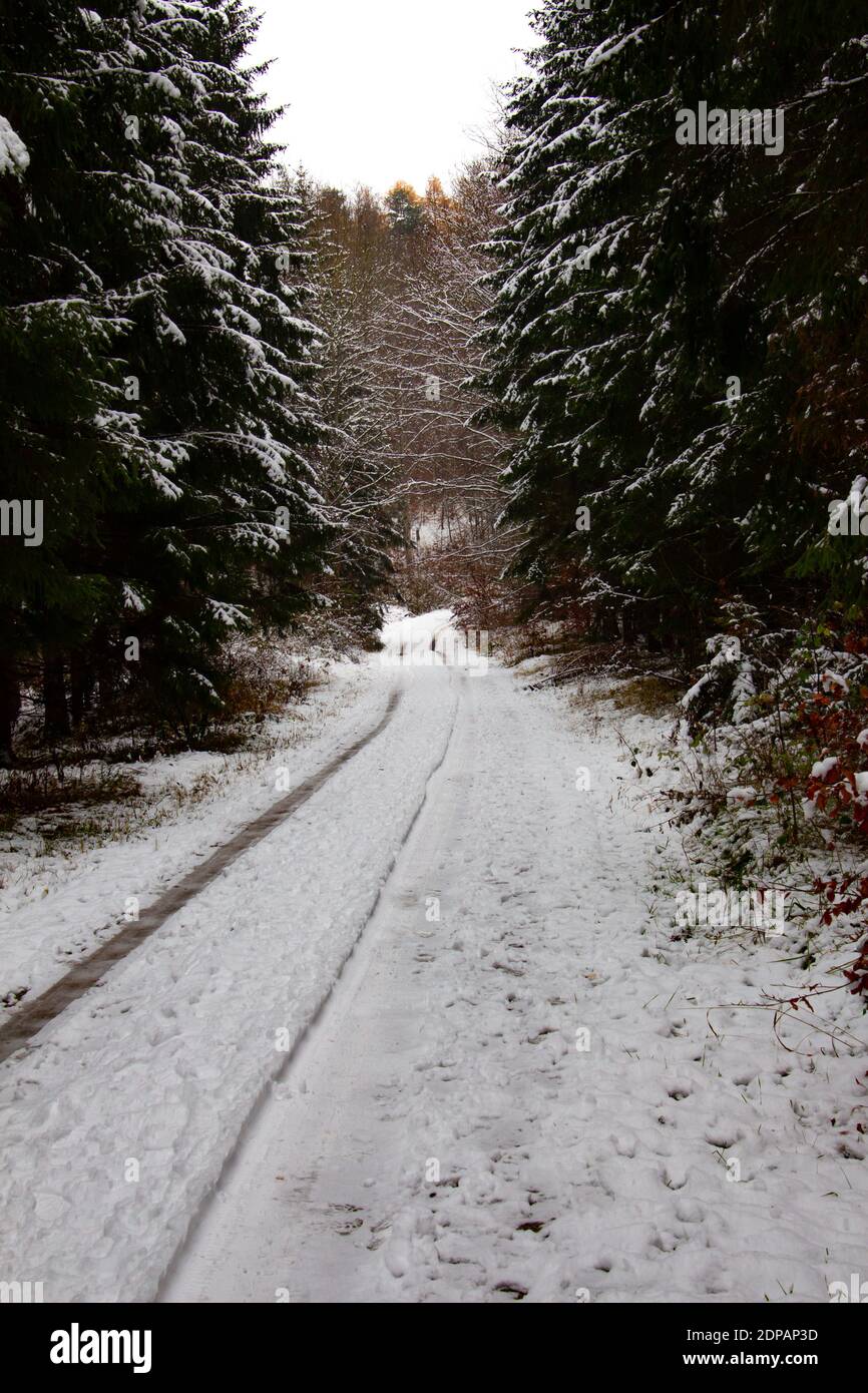 Car tracks in the snow on a dirt road leading through the forest in ...