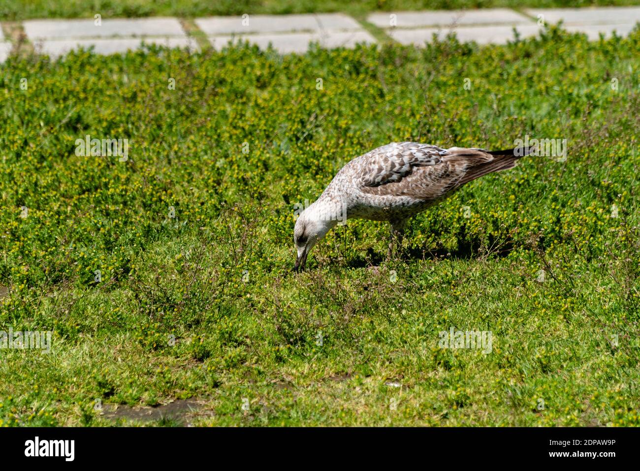 A seagull in a green grassy field Stock Photo - Alamy