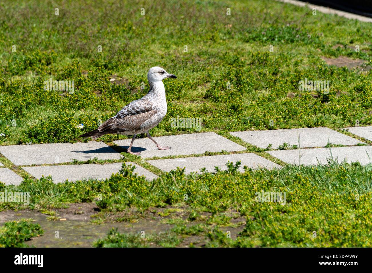 A seagull on a path surrounded by green grass Stock Photo - Alamy