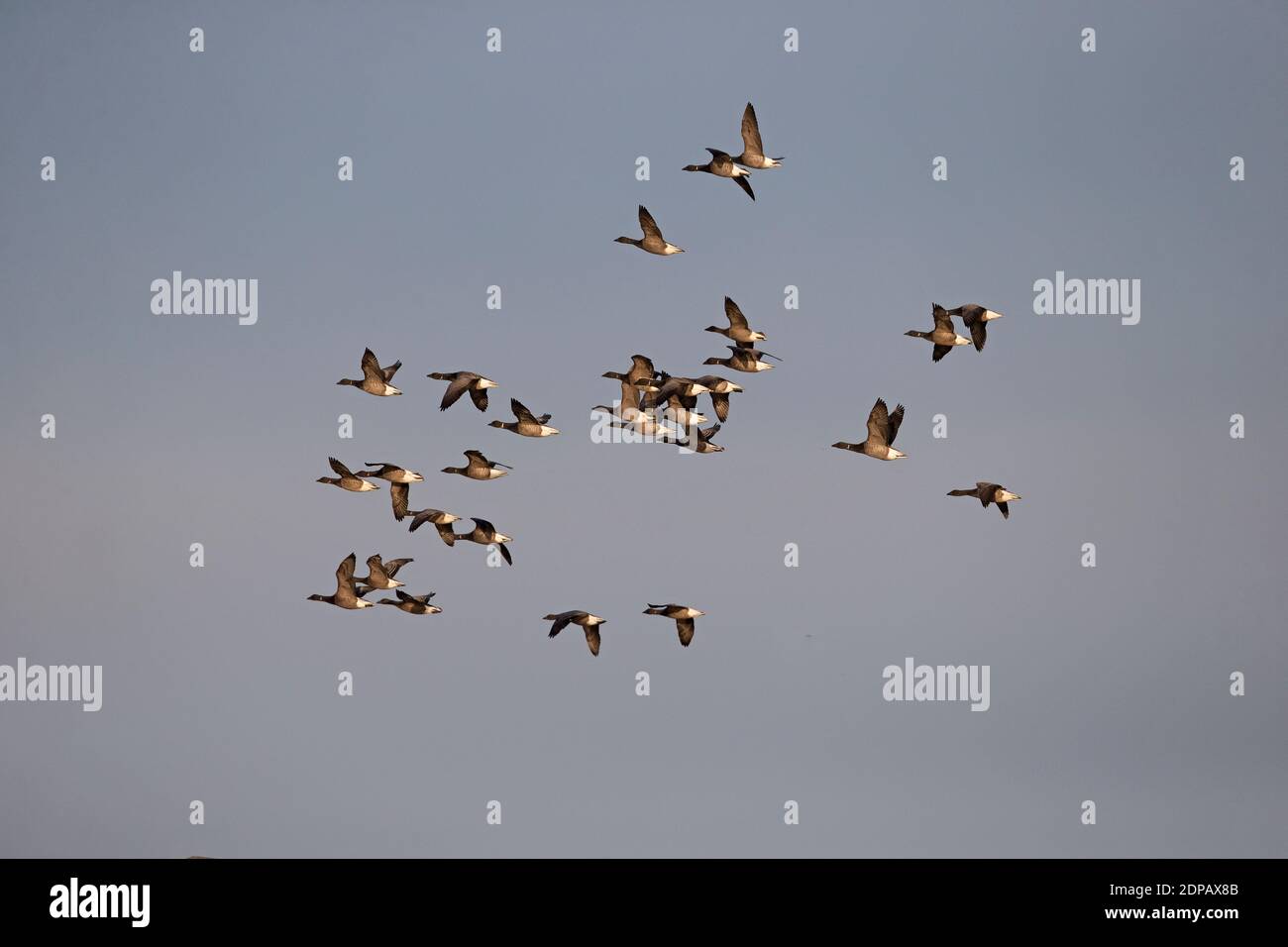 Dark-bellied Brent Goose flock flying Stock Photo - Alamy