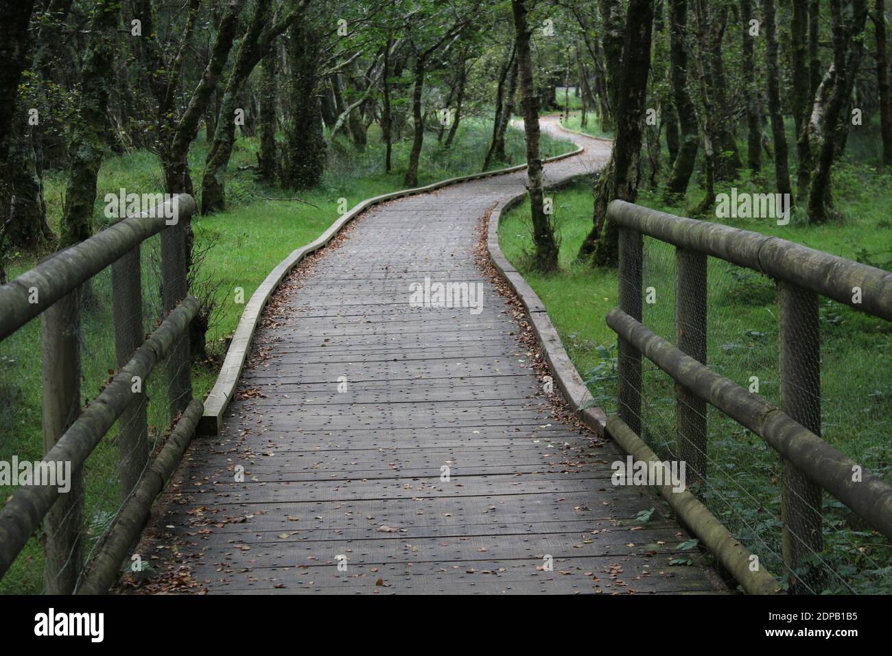 A beautiful scenery of a narrow road surrounded by greenery Stock Photo ...