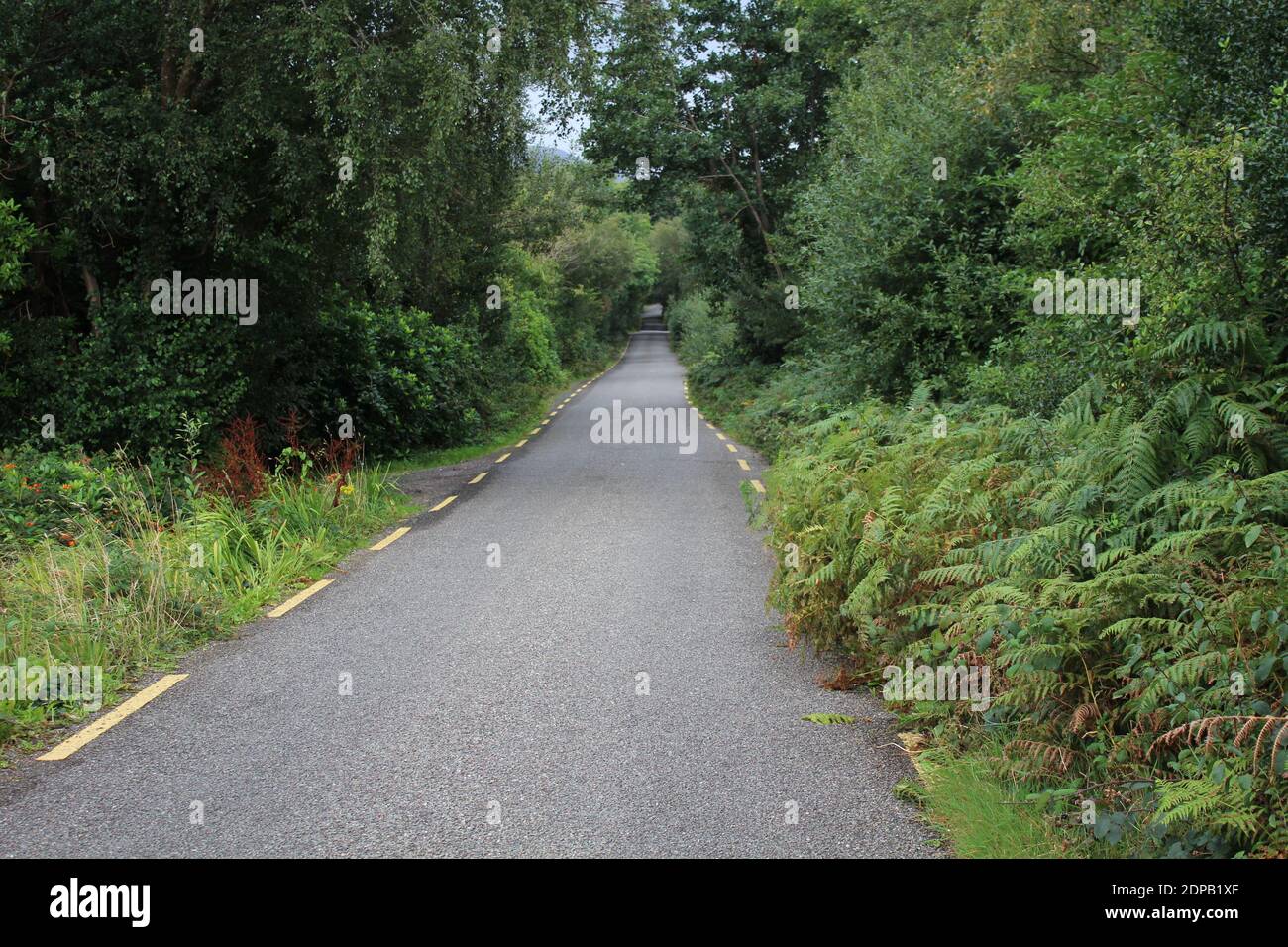 A beautiful scenery of a narrow road surrounded by greenery Stock Photo ...