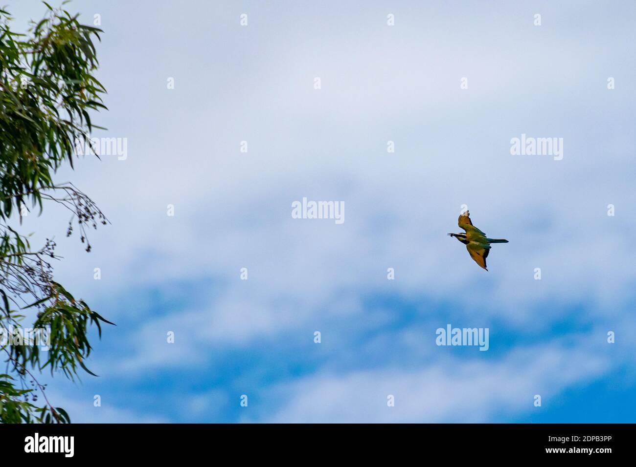 Gambia uganda hi-res stock photography and images - Alamy