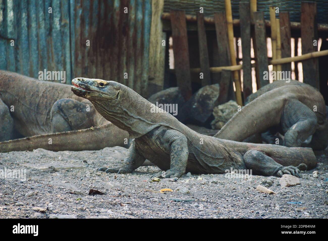Komodo waran hi-res stock photography and images - Alamy