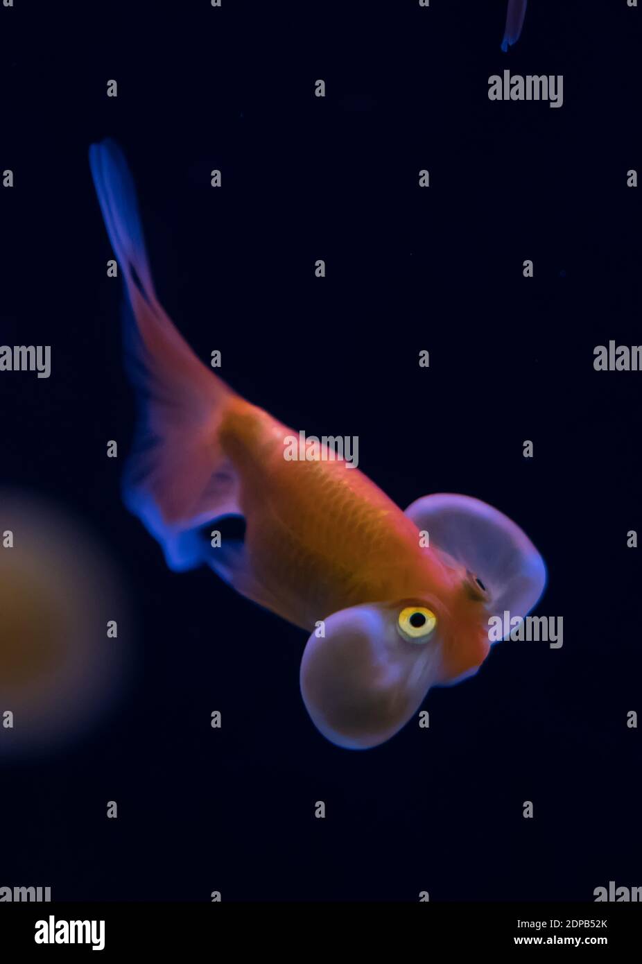 Bubble eye fish hi-res stock photography and images - Alamy