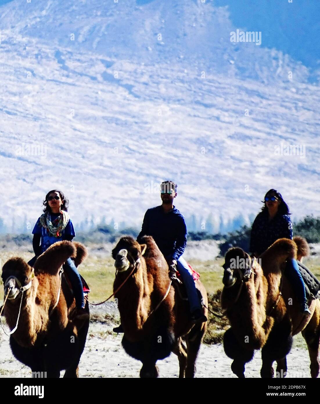 Double Humped Camel High Resolution Stock Photography and Images - Alamy