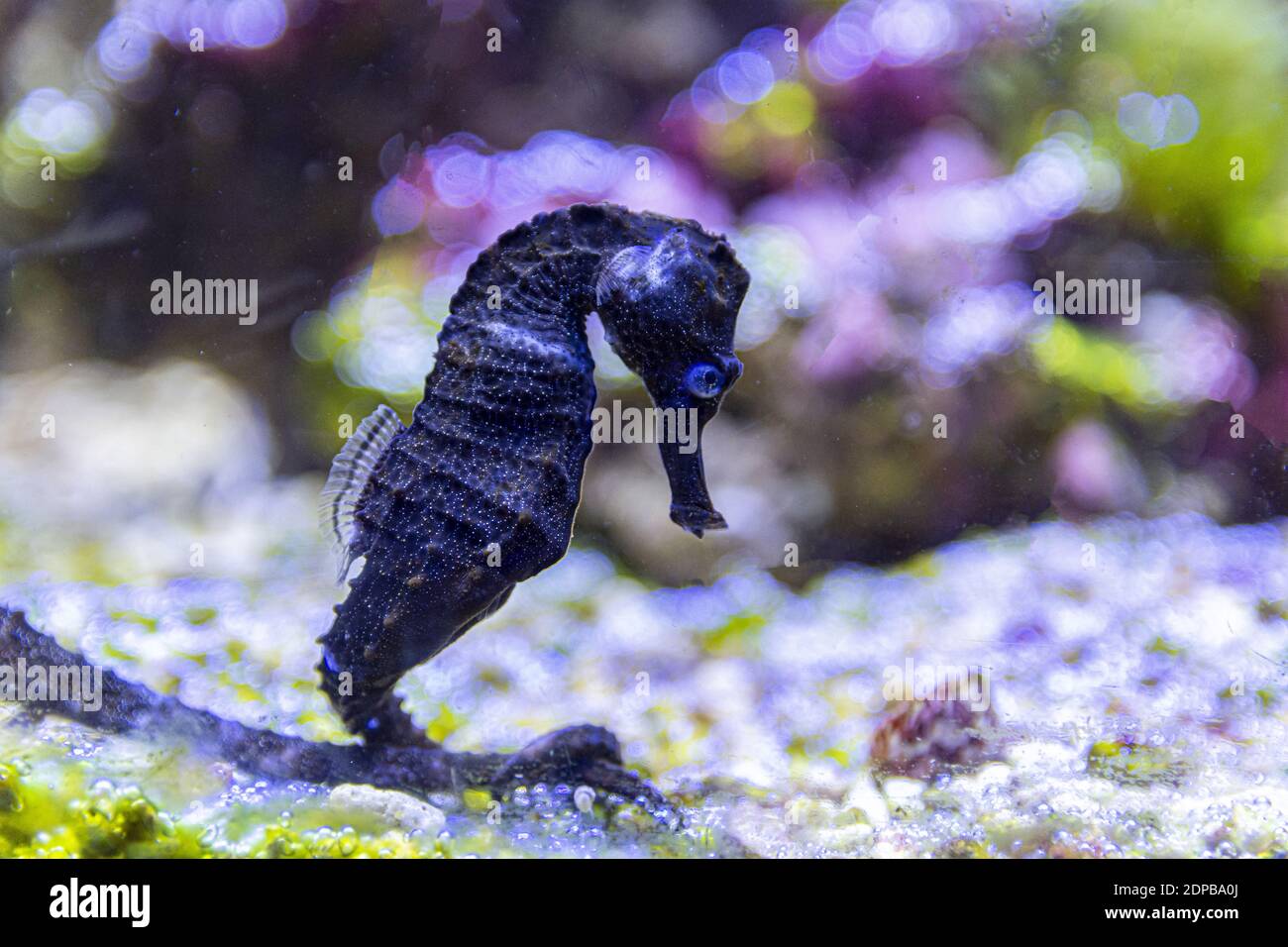 Macro of seahorse in the reef of the caribbean hi-res stock photography ...