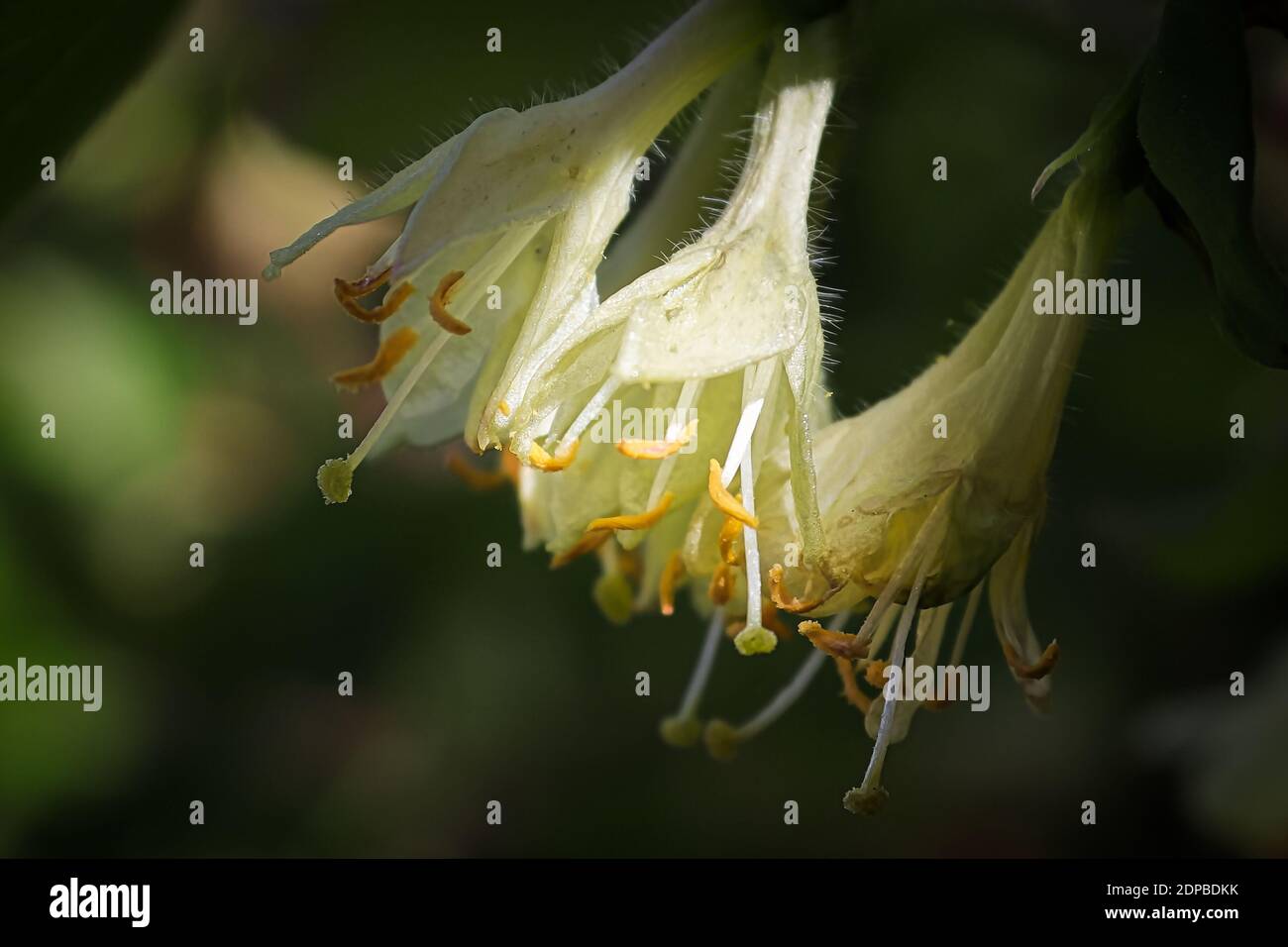 A ray of sunlight highlights three haskap flowers Stock Photo - Alamy