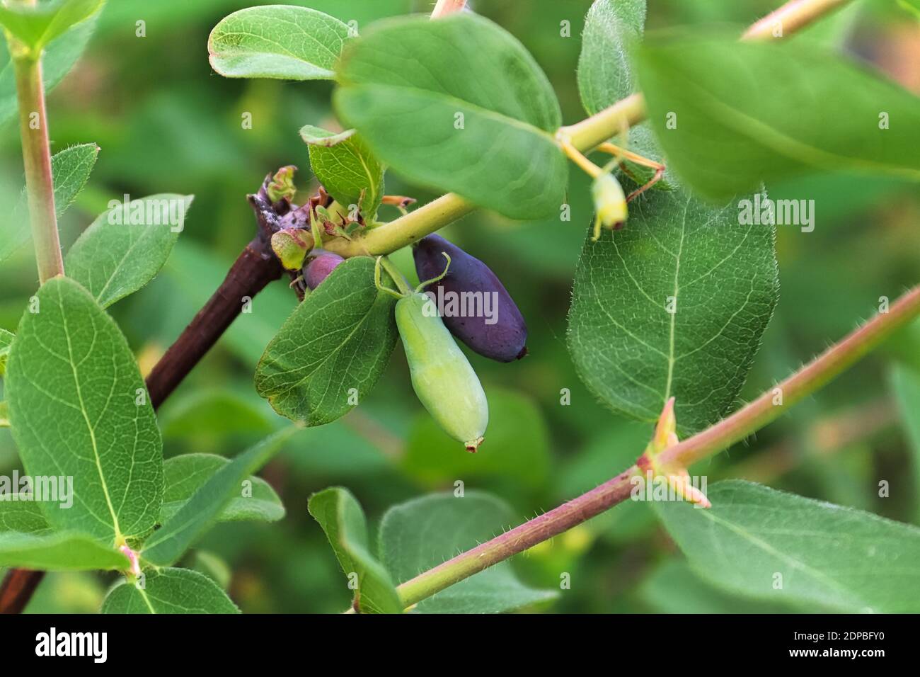 A branch of ripe and unripe haskap berries hanging Stock Photo - Alamy