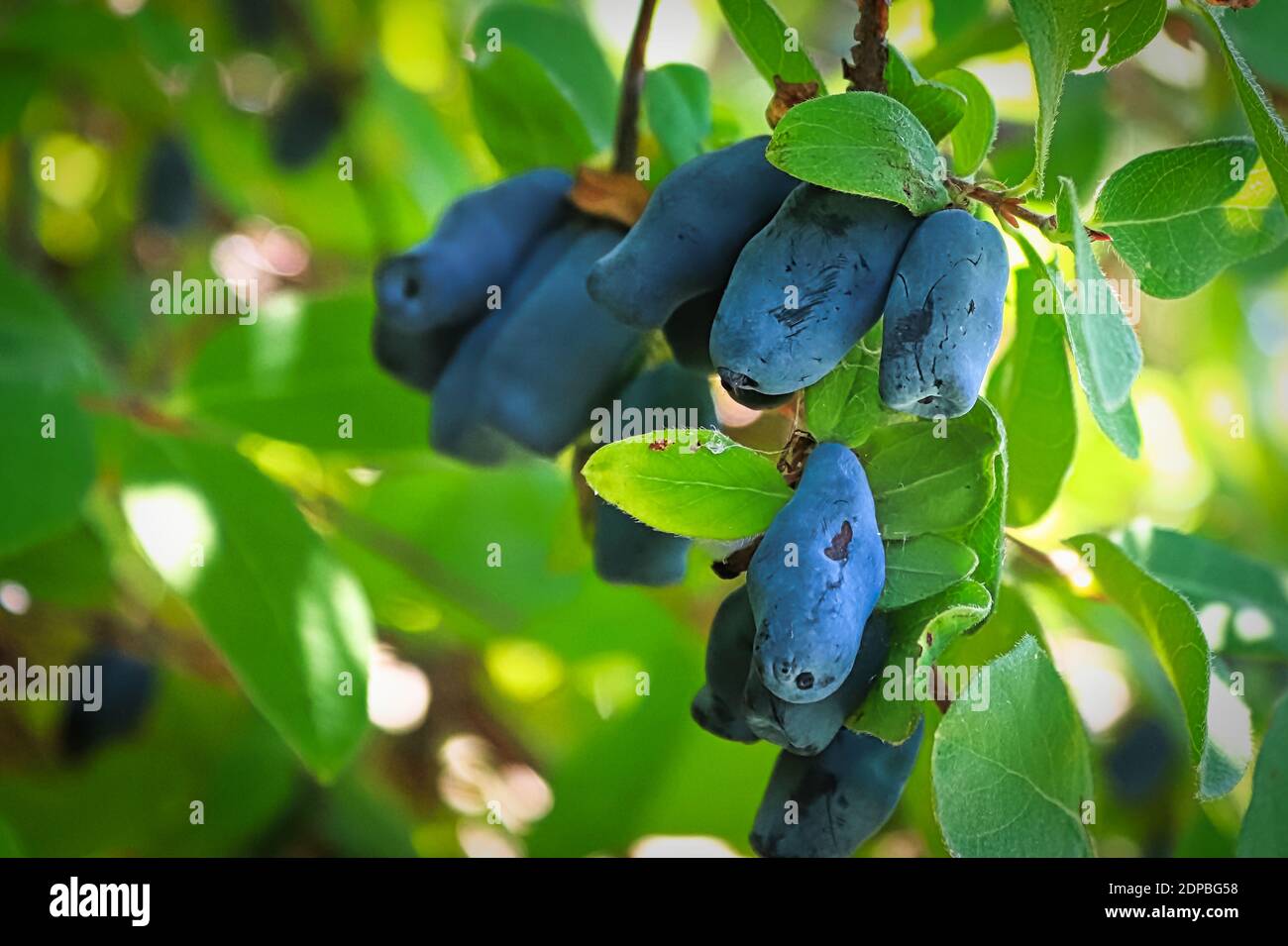 Honeyberry hi-res stock photography and images - Alamy