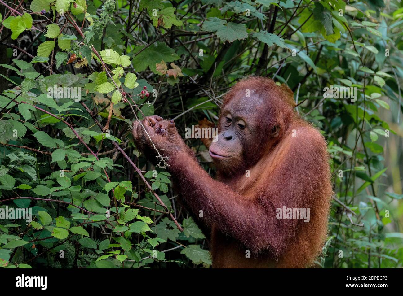Jersey Zoo Durrell High Resolution Stock Photography and Images - Alamy