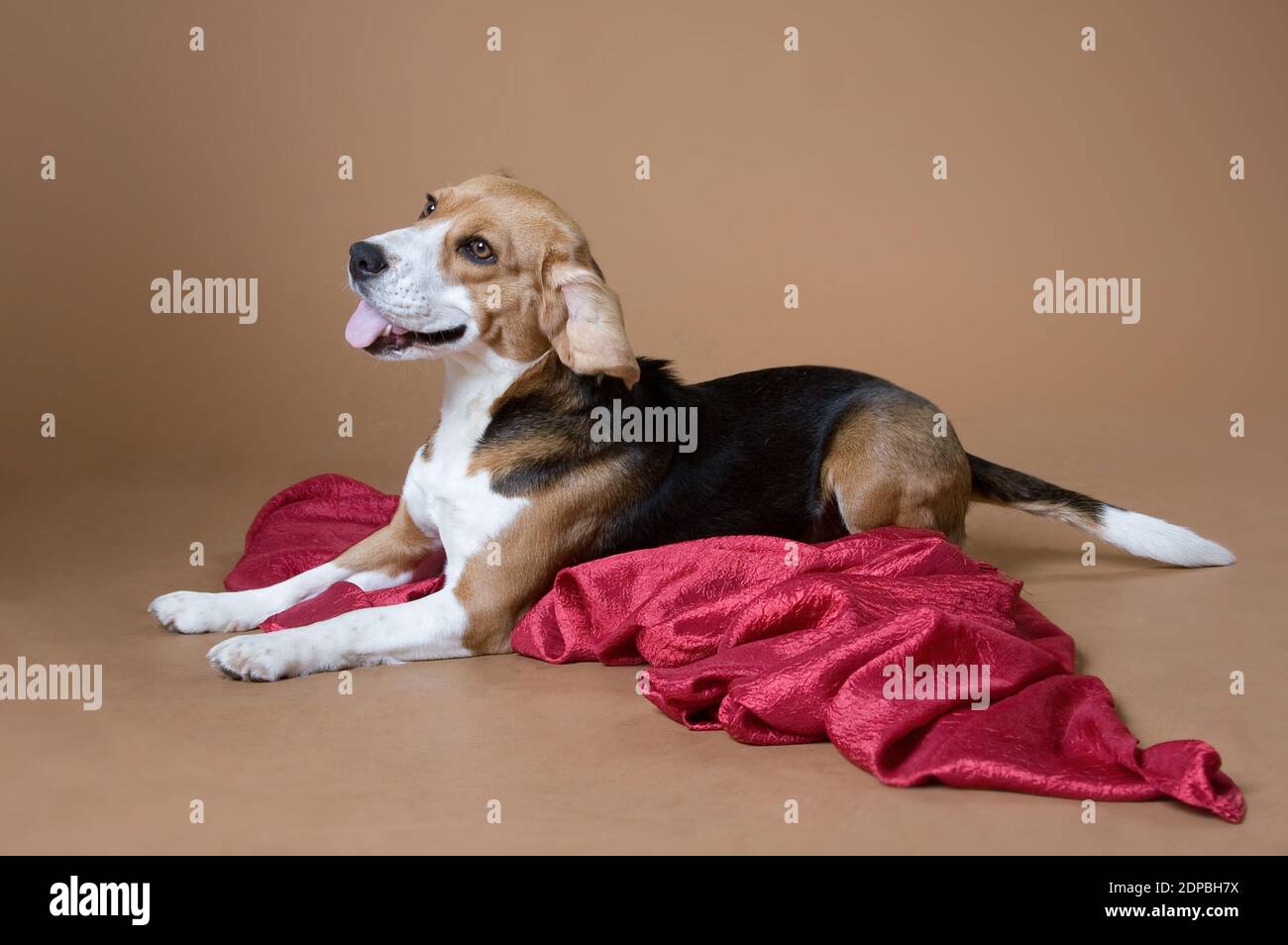 A medium-sized white-red-black beagle dog lies on a beige background on ...