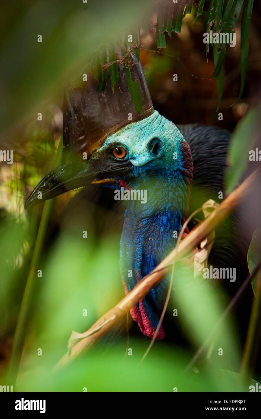 Species of ancient flightless bird hi-res stock photography and images ...