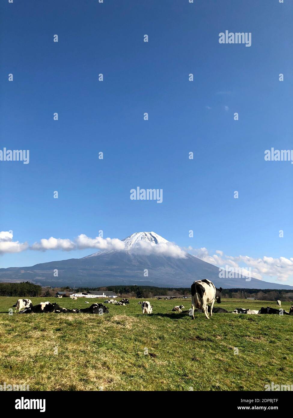Japanese cattle hi-res stock photography and images - Alamy