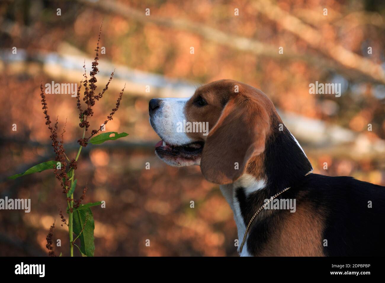 Beagle dog portrait in profile Stock Photo - Alamy