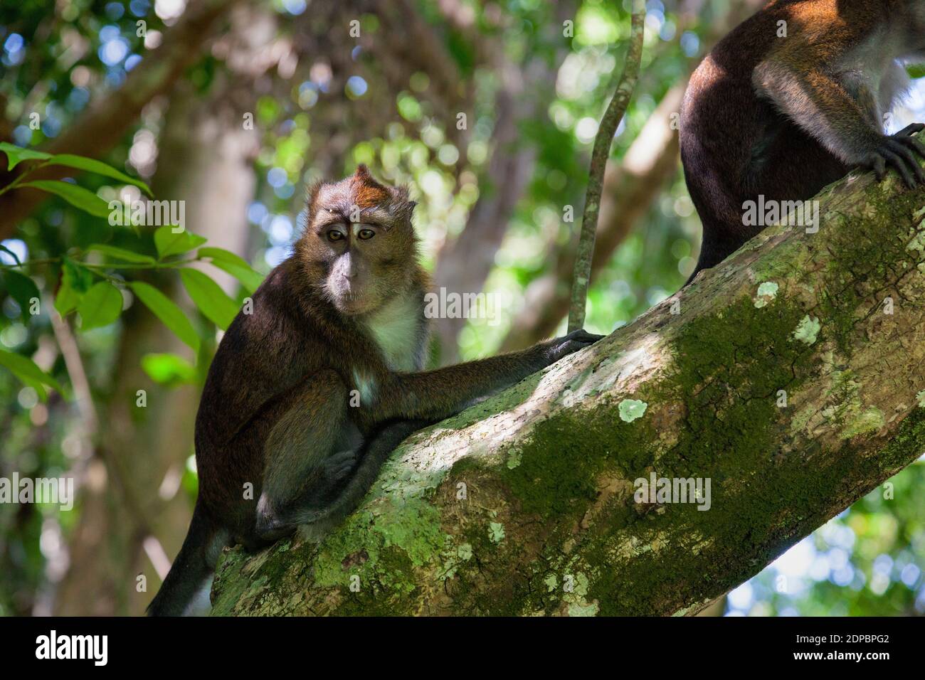 Philippines macaque hi-res stock photography and images - Alamy
