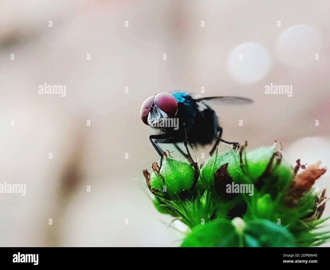 Mosquito flower pollination hi-res stock photography and images - Alamy