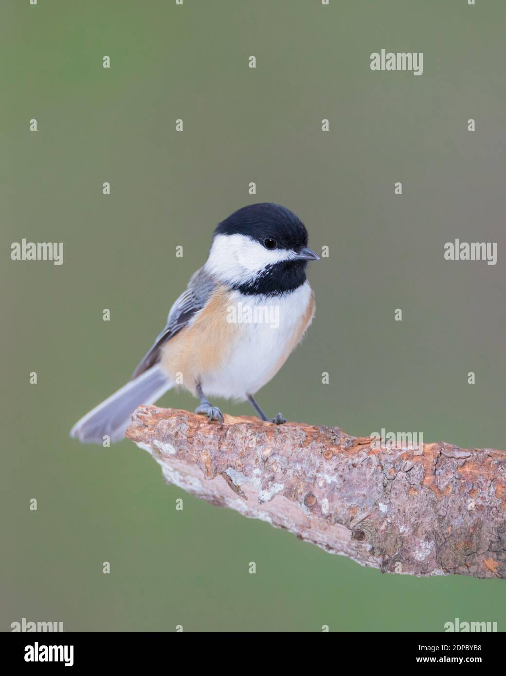 Close up of adorable little Black-capped Chickadee bird on tree limb ...