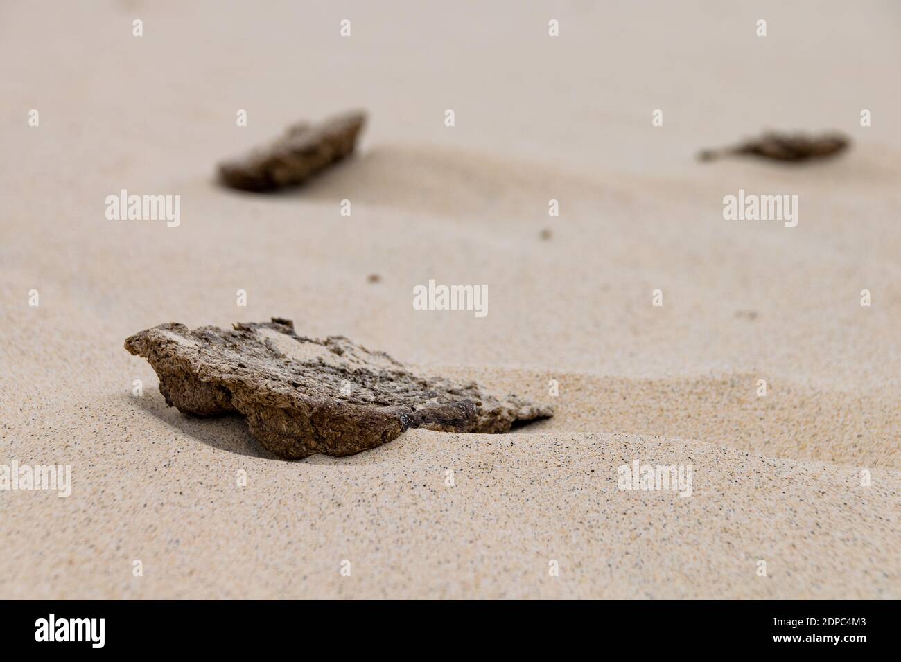 Cow pat cow dung in hi-res stock photography and images - Alamy