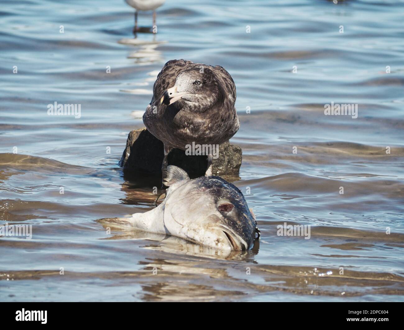 Eating fish head hi-res stock photography and images - Alamy