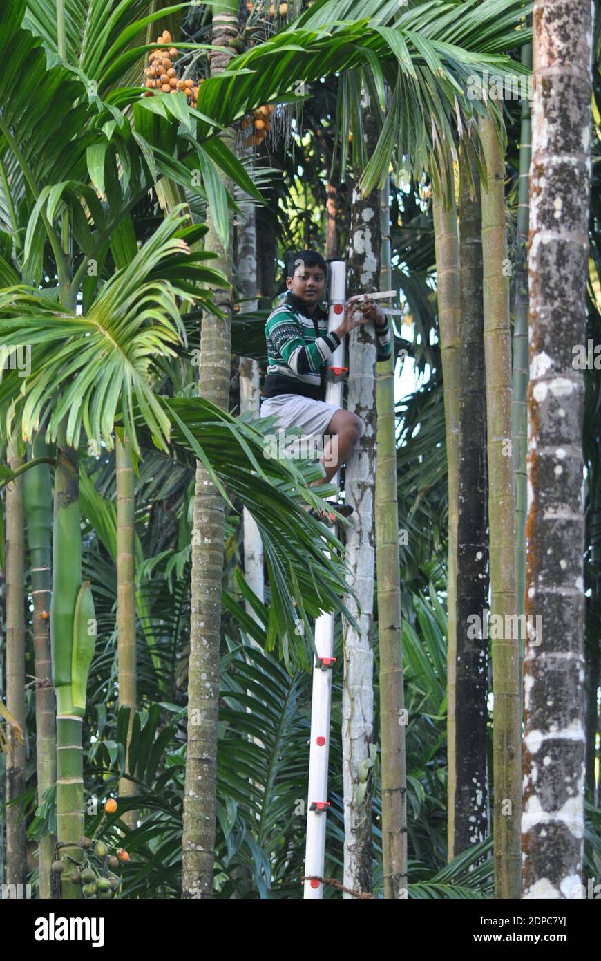 Indian boy climbing tree hi-res stock photography and images - Alamy