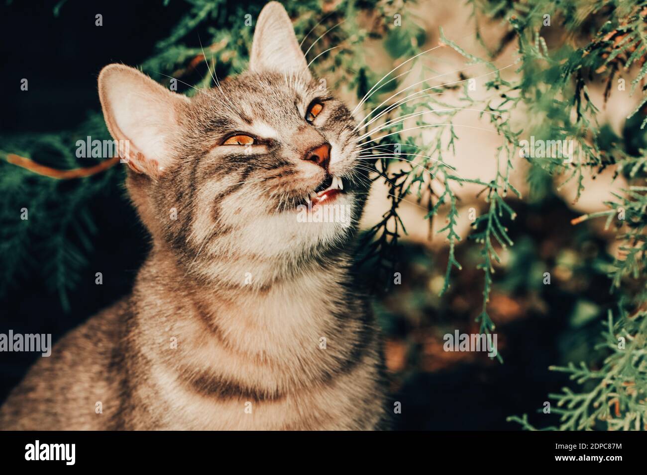 A cat outdoors biting a branch Stock Photo - Alamy