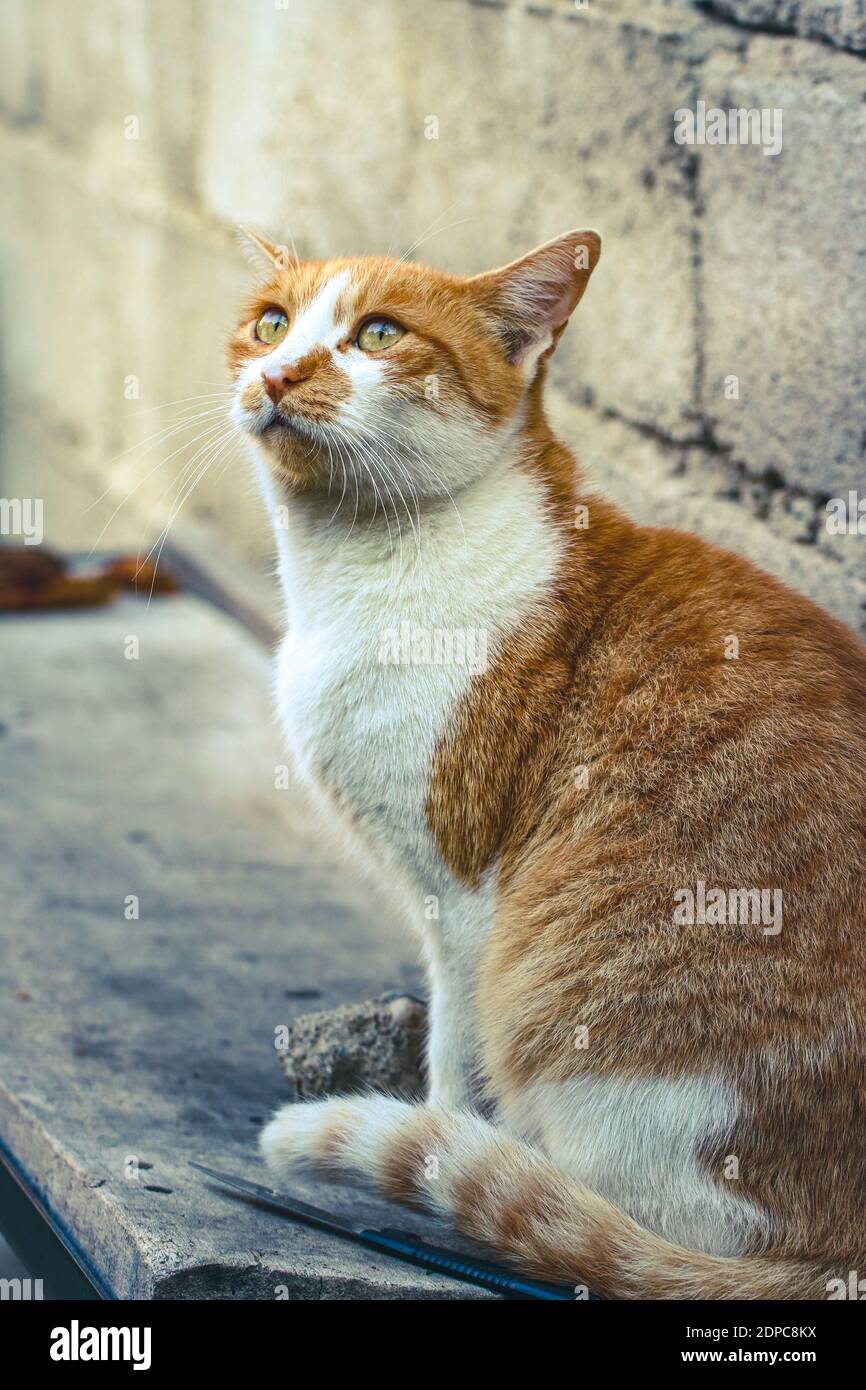Ginger cat outside looking up Stock Photo - Alamy