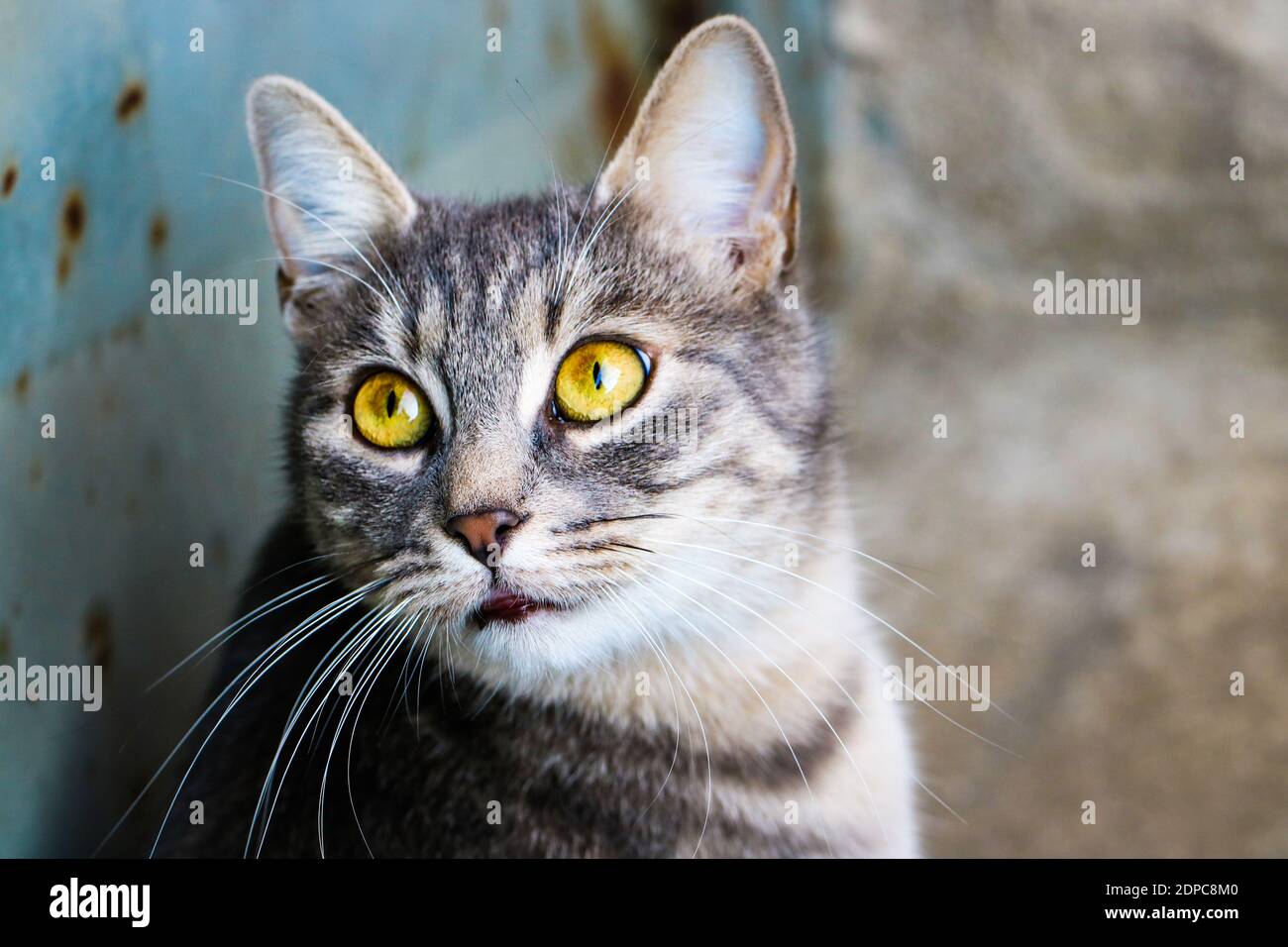 A portrait of a yellow eyed cat Stock Photo - Alamy