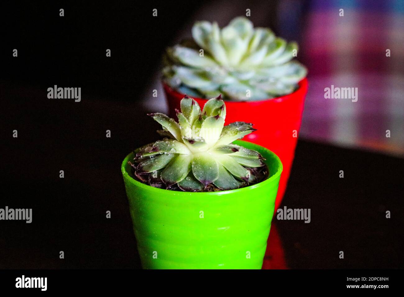 Indoor flower pots hi-res stock photography and images - Alamy