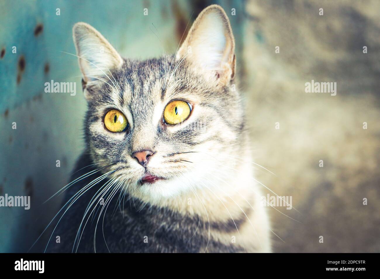 A portrait of a yellow eyed cat Stock Photo - Alamy