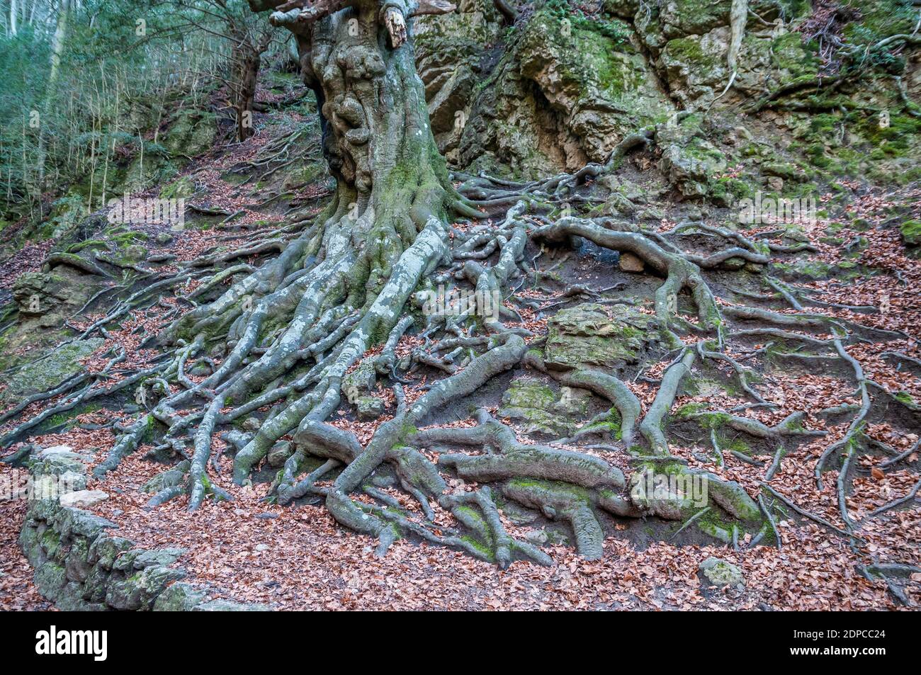 roots of common beech, Fagus sylvatica, Catalonia, Spain Stock Photo ...