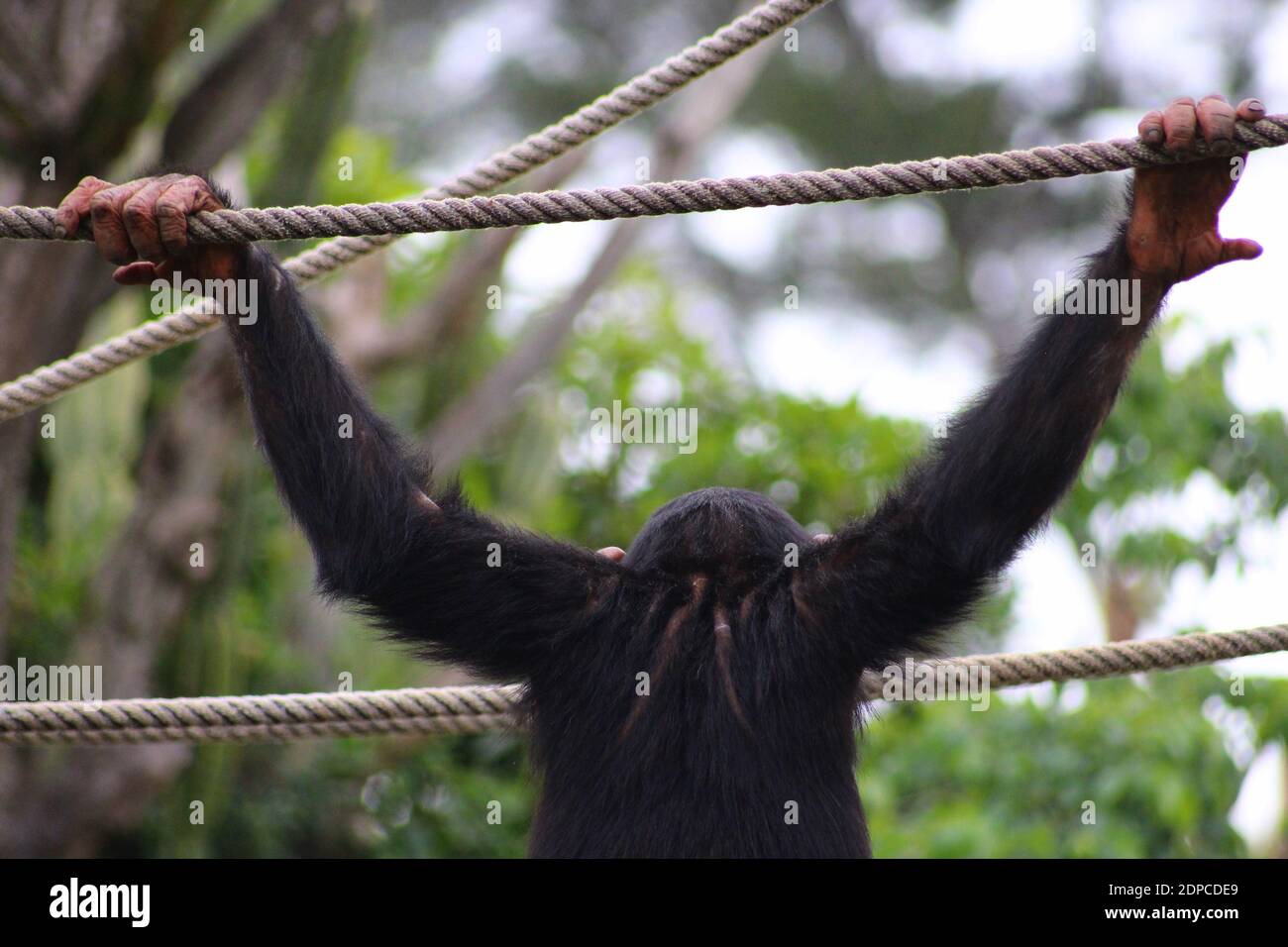 Monkey chilling hi-res stock photography and images - Alamy