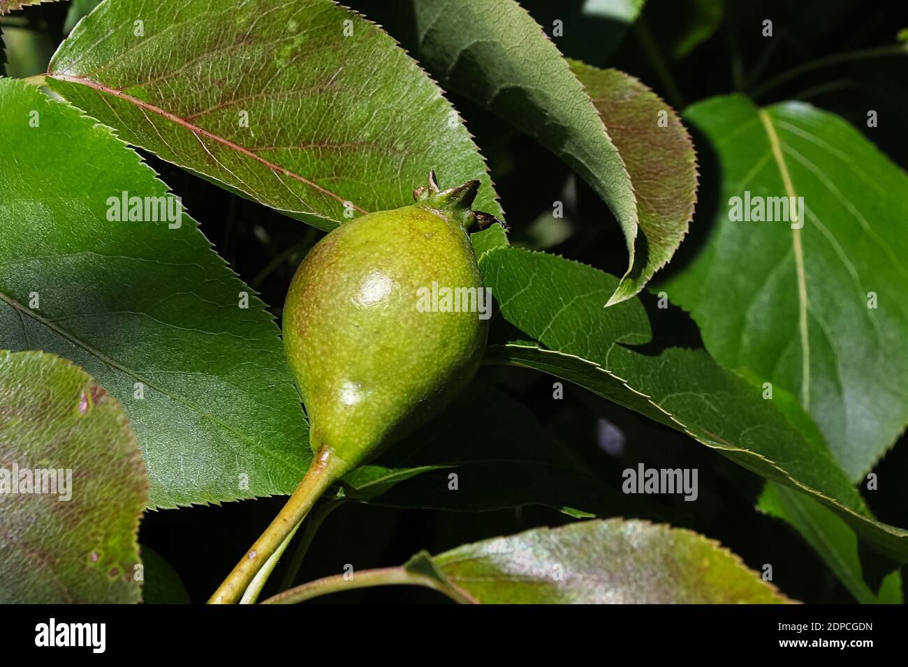 A single green pear growing between leaves Stock Photo - Alamy