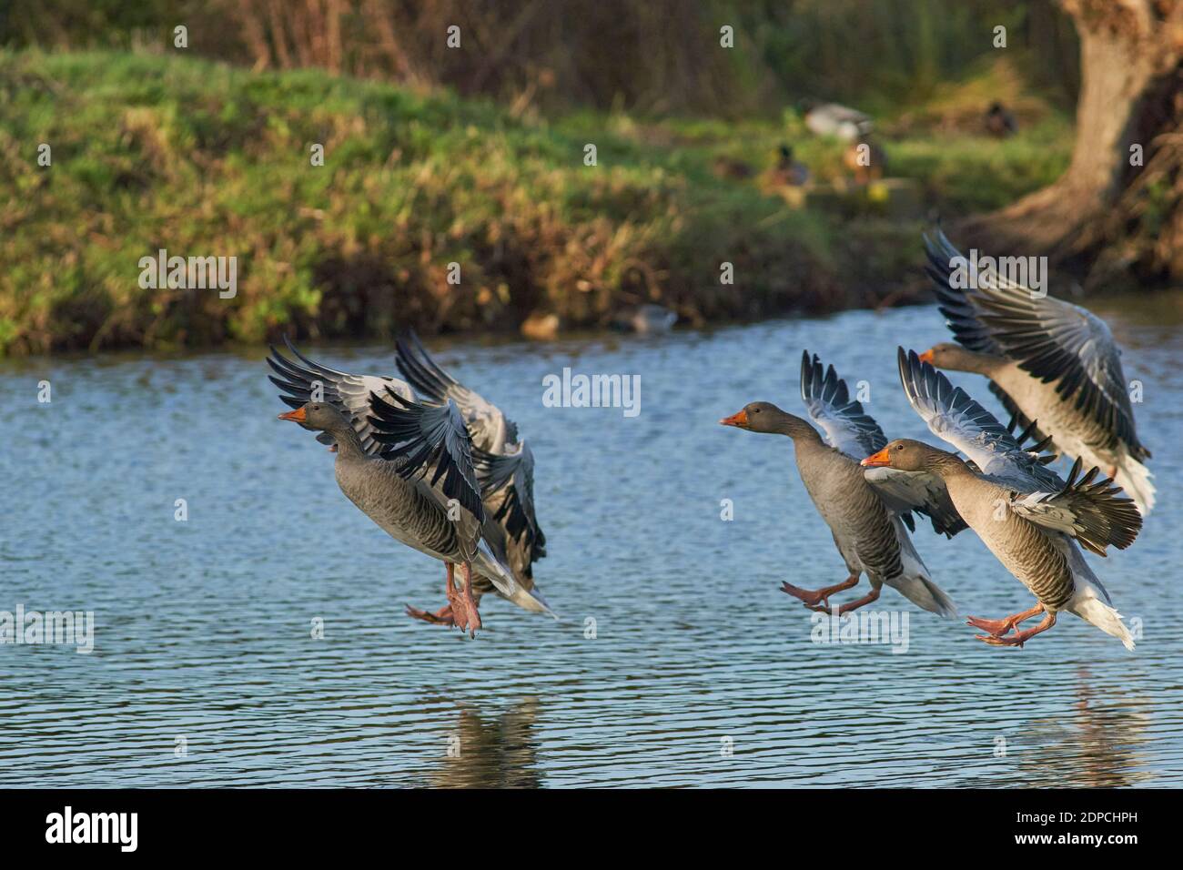 Greylag Geese (Anser anser) coming in to land on a lake during winter ...