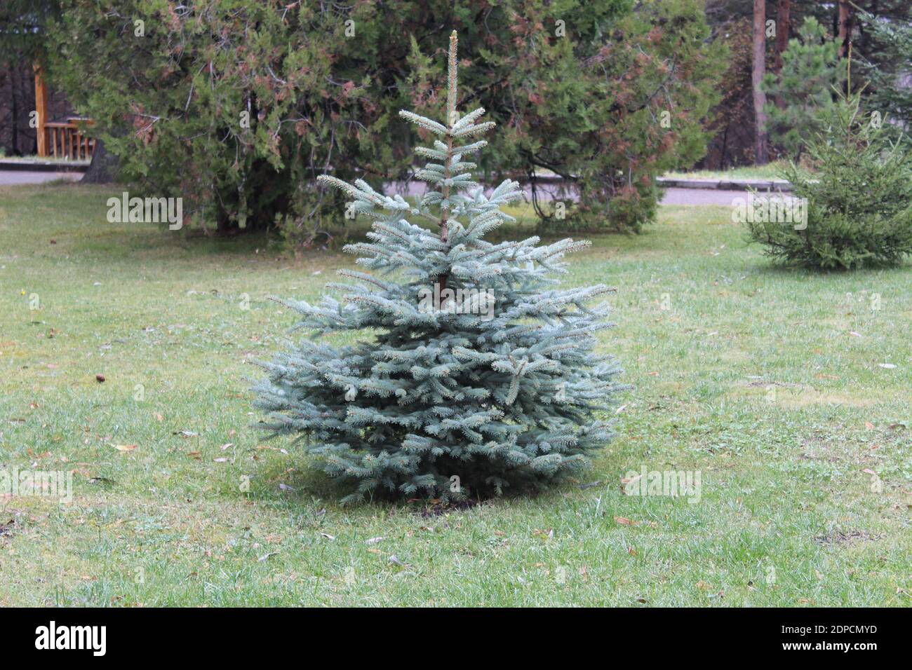 A vertical shot of a growing small fir tree surrounded by trees in a pa ...
