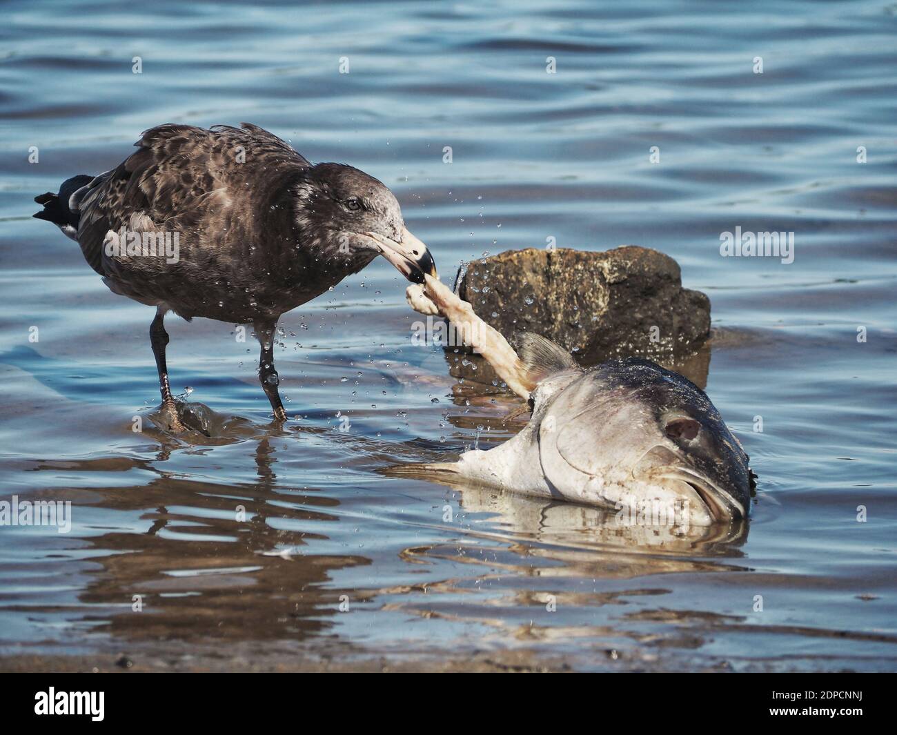 Eating fish head hi-res stock photography and images - Alamy