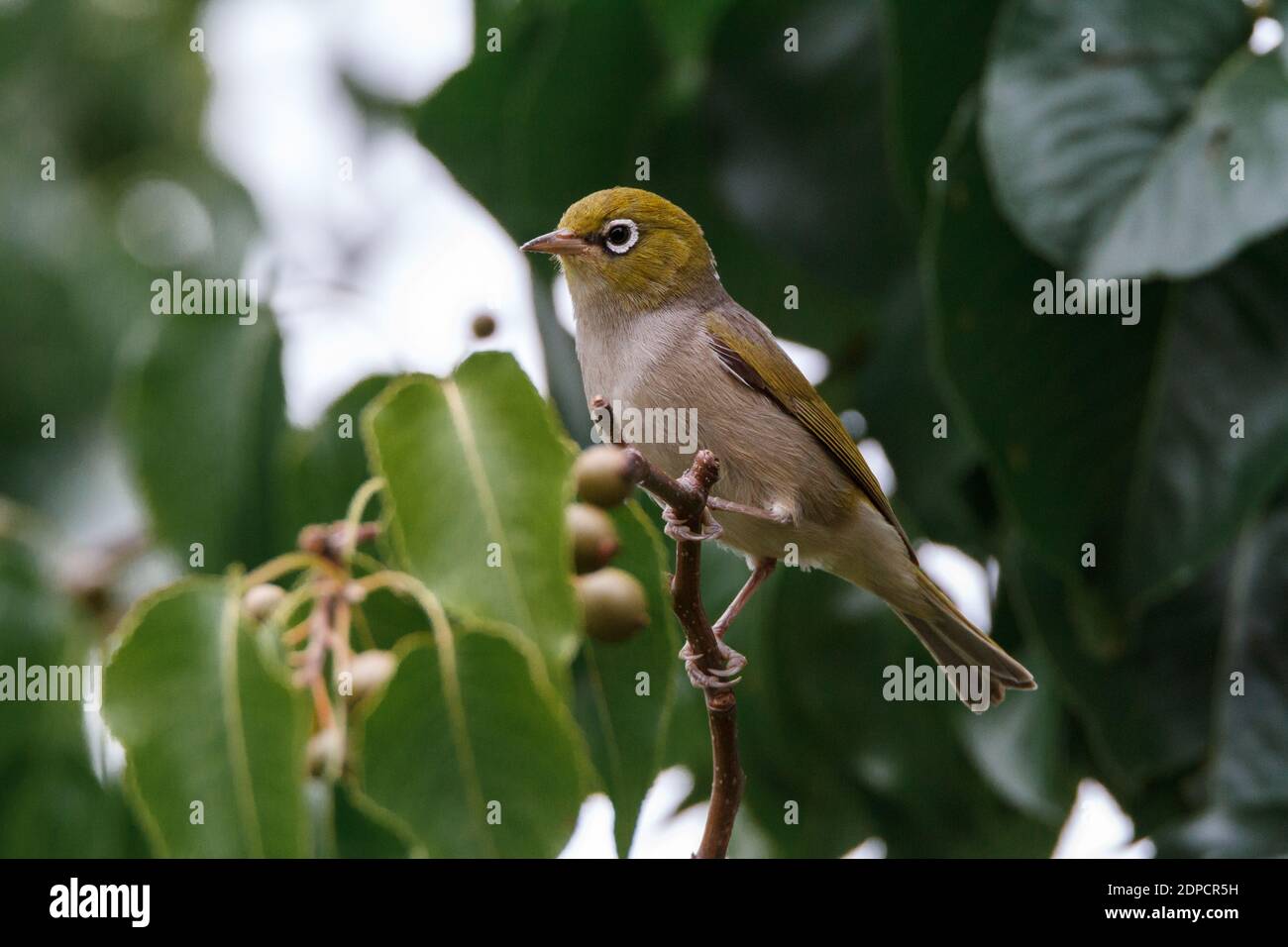 Australian Silvereye High Resolution Stock Photography and Images - Alamy