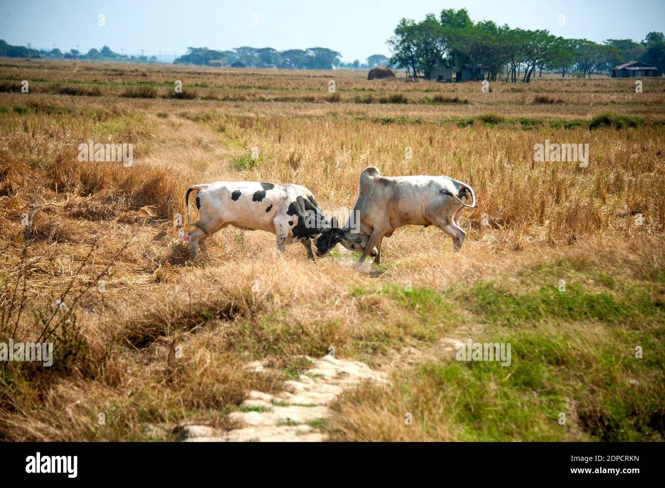Dala myanmar hi-res stock photography and images - Alamy