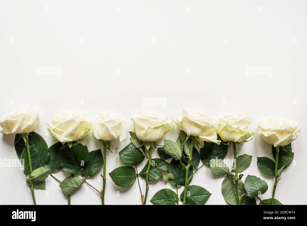 White roses as frame in row on white background. View from above. Flat ...