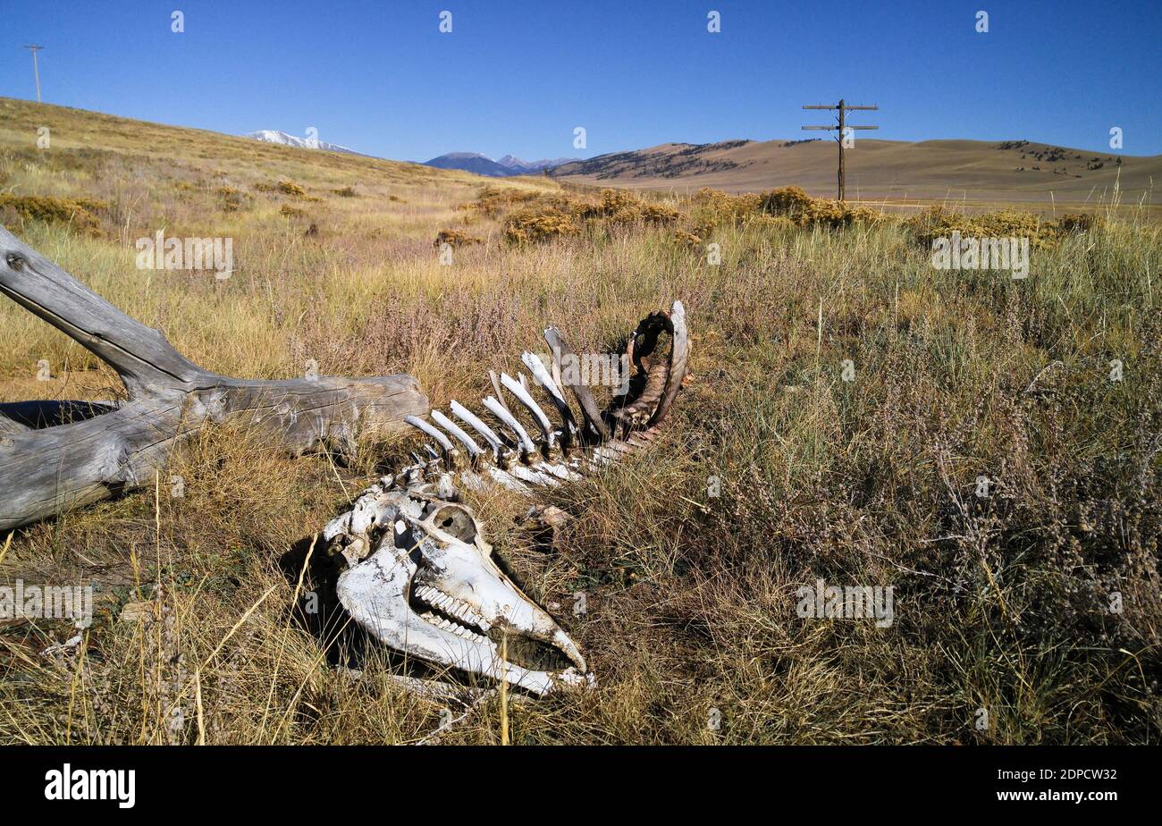 Cattle bones hi-res stock photography and images - Alamy