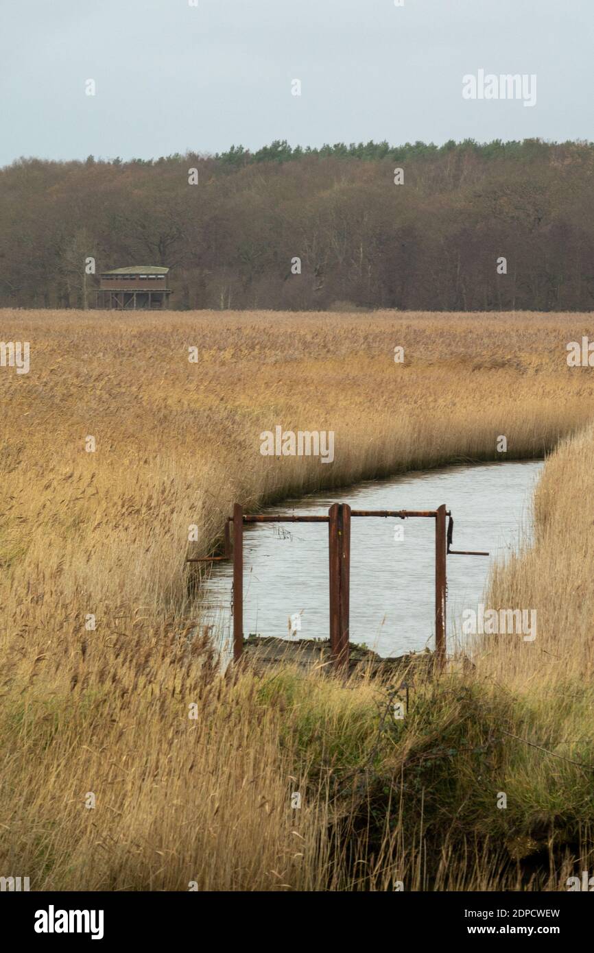 Minsmere reed bed hi-res stock photography and images - Alamy