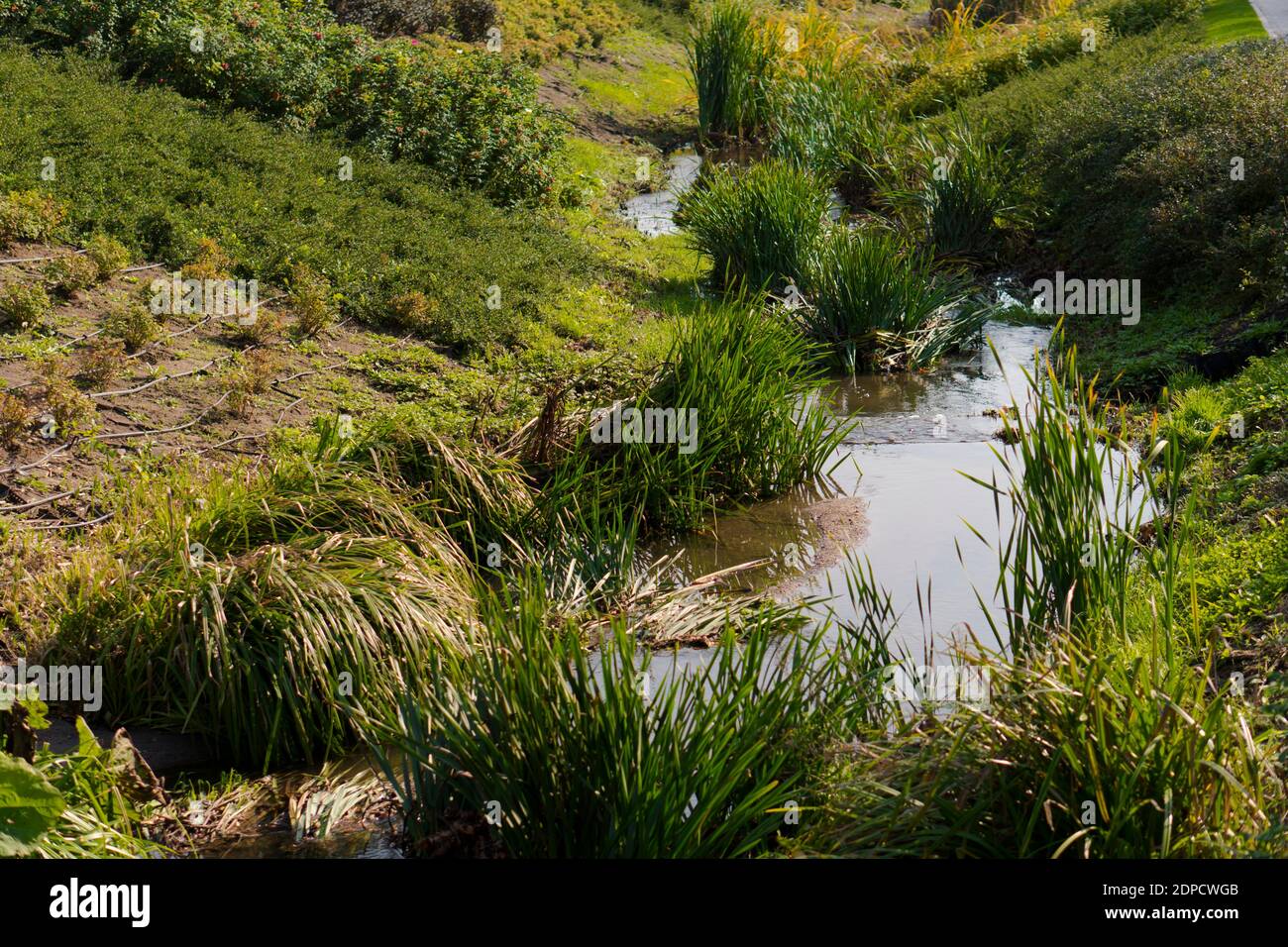 Swamp soccer hi-res stock photography and images - Alamy