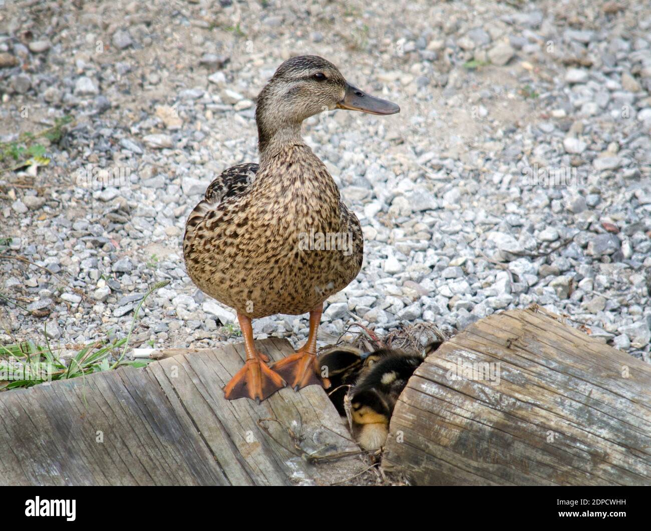 Ducklings on nest hi-res stock photography and images - Alamy