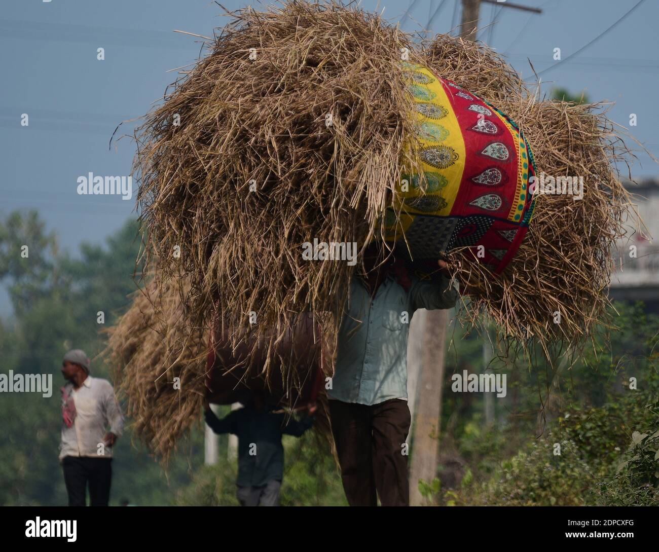 A laborer carrying a stack of rice straw. Agartala, Tripura, India ...