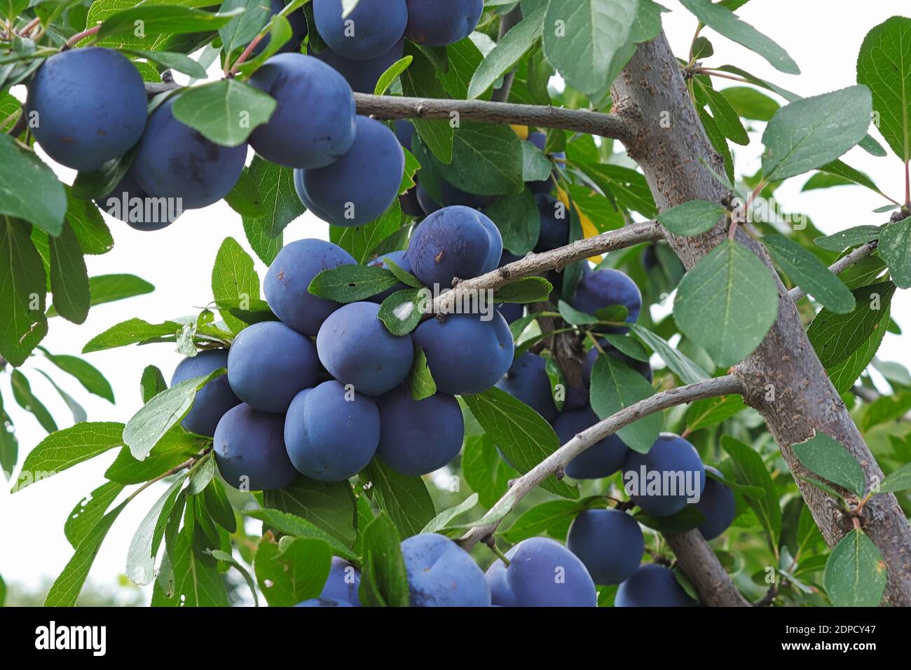 Branches on a italian plum tree heavy with ripe fruit Stock Photo - Alamy