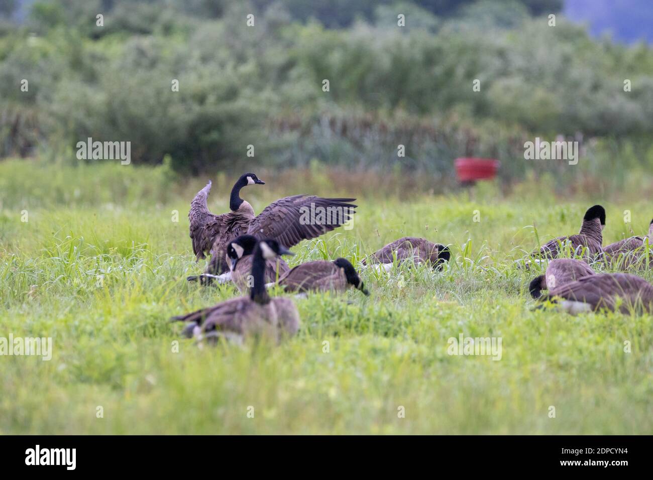 The Canadian geese in a field in the early morning light Stock Photo ...